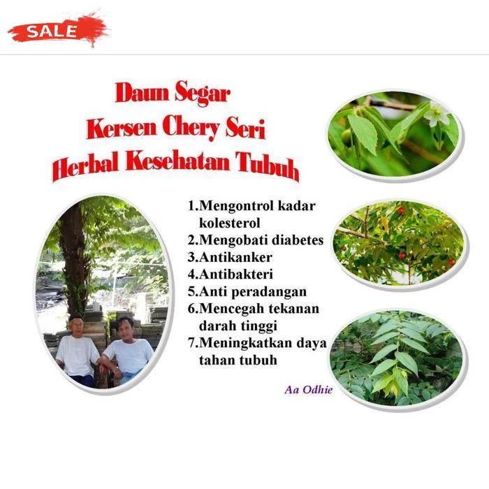 Jual Harga Terjangkau Daun Segar Cherry Kersen Talok 100 Gram Herbal ...
