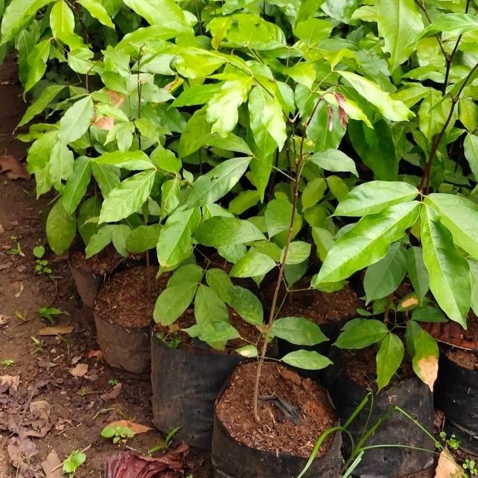 Jual BIBIT POHON JENGKOL UKURAN 40-50 CM SIAP DITANAM 0310T | Shopee ...