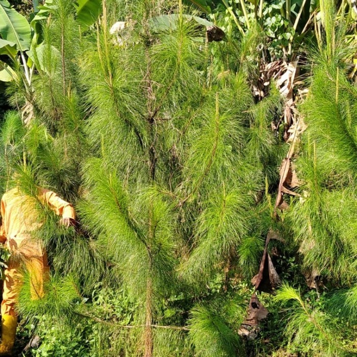 Jual Jual Pohon Pinus Tinggi 2 Meter | Shopee Indonesia