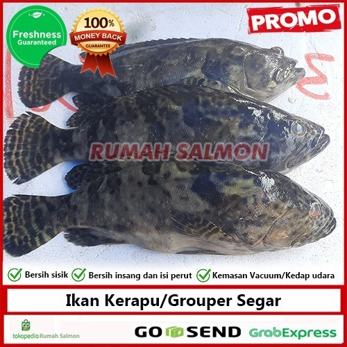 Jual Ikan Kerapu Grouper Segar Fresh 500Gr Isi 2 Ekor | Shopee Indonesia