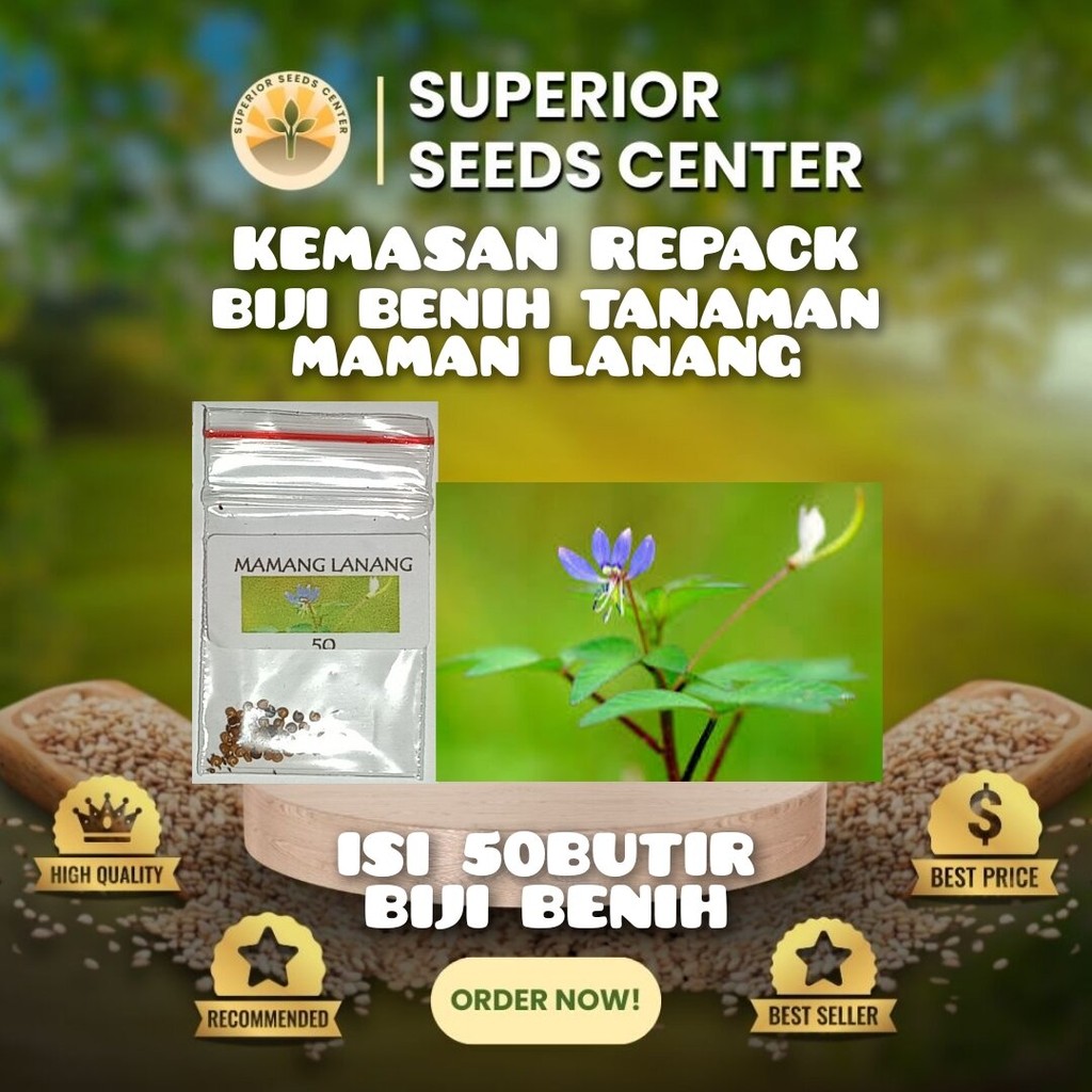 Jual 50 Butir Biji Benih Tanaman Maman Lanang (Kemasan Repack Plastik ...