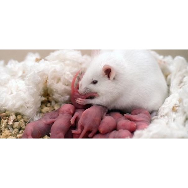 Jual Paket Indukan Tikus Putih / Mencit ( SIAP KAWIN ) (1 JANTAN 3 ...