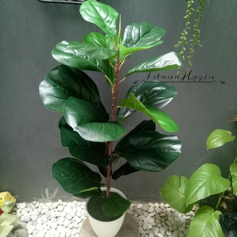 Jual Pohon Ketapang Latex Artificial Tinggi 1 Meter (Tanpa Pot ...