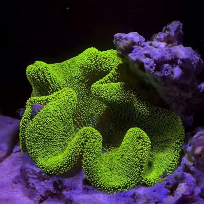 Jual anemon karpet super ijo stabilo green electrical aquarium laut ...