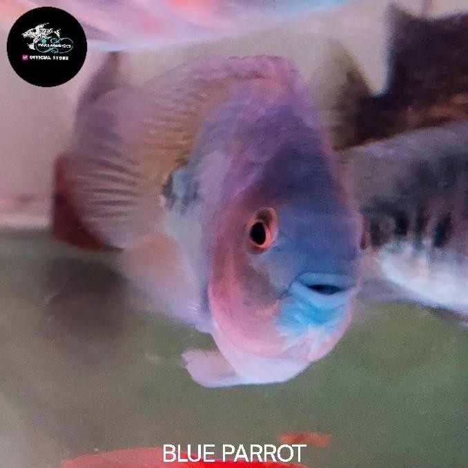 Jual NEW IKAN BLUE PARROT CICHLID TANKMATE | Shopee Indonesia