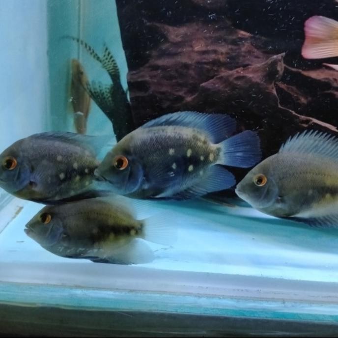 Jual NEW HIASAN AQUARIUM IKAN UARU CICHLID TANKMATE MANTUL IKAN HIAS ...