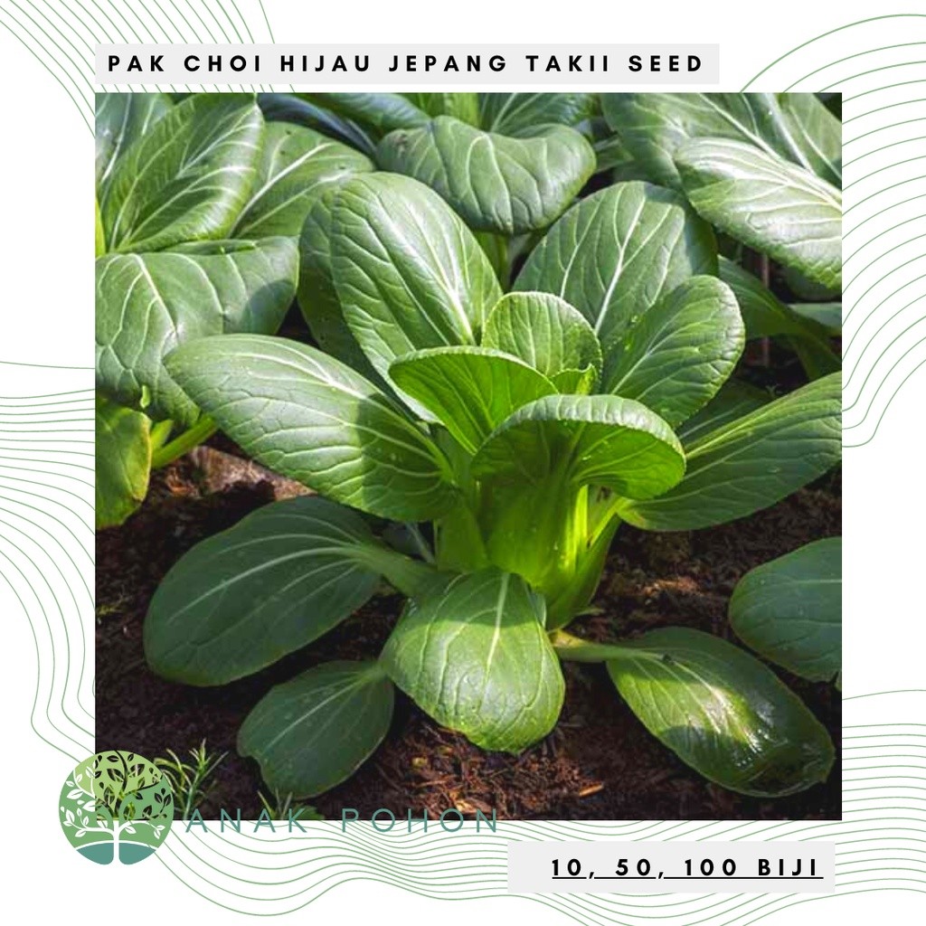 Jual Benih Bibit Biji - Pak Choi Hijau Pak Choy Green Pakcoy Jepang ...