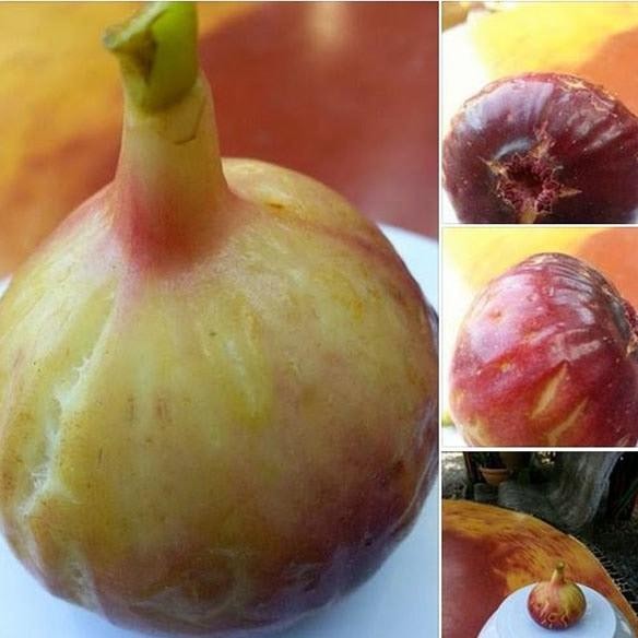 Jual Miliki Tanaman Buah Ara Tin Tgf Jumbo | Shopee Indonesia