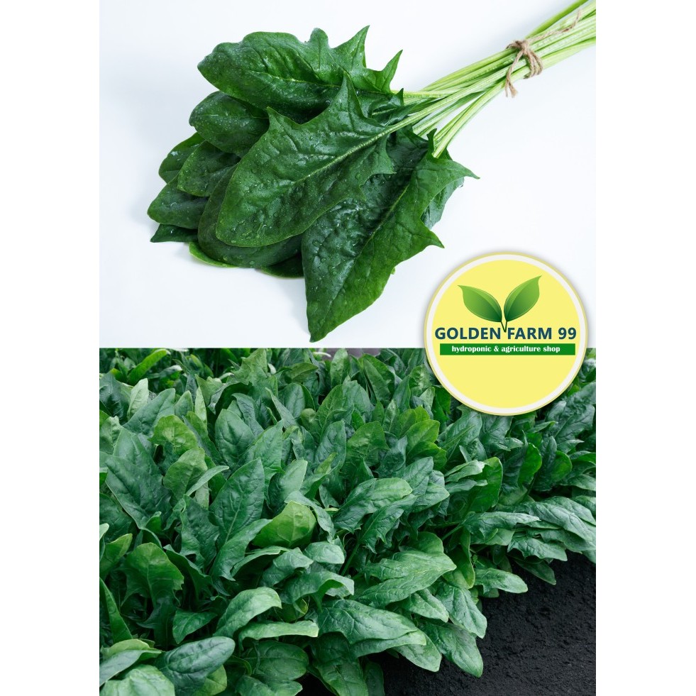Jual BENIH BAYAM JEPANG SPINACH F1 HIBRIDA MOZART - ORI | Shopee Indonesia