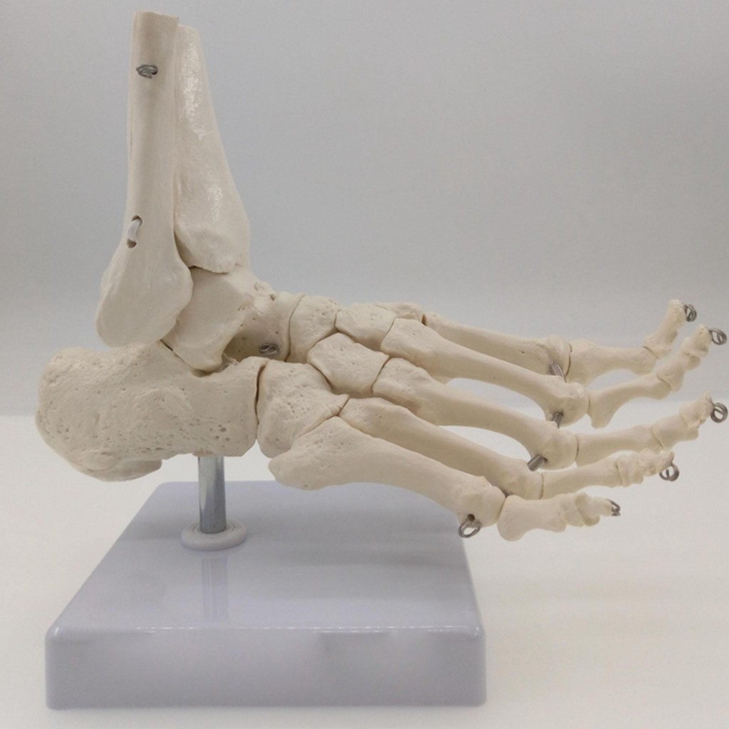 Jual Foot and Ankle Joint Functional Anatomical Skeleton Model Medical Display Teaching School ...