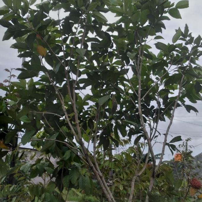 Jual pohon rambutan rapiah tinggi 3 meter | Shopee Indonesia