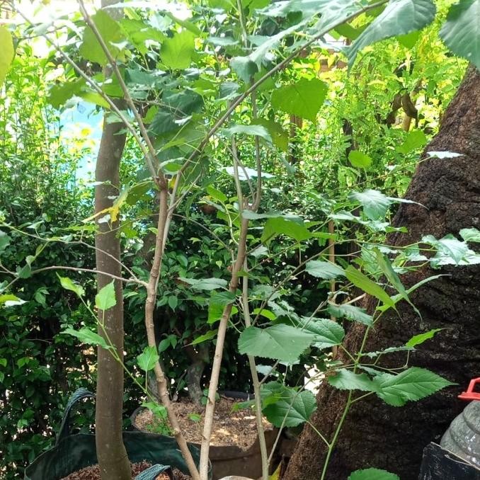 Jual pohon murbey berbuah | Shopee Indonesia
