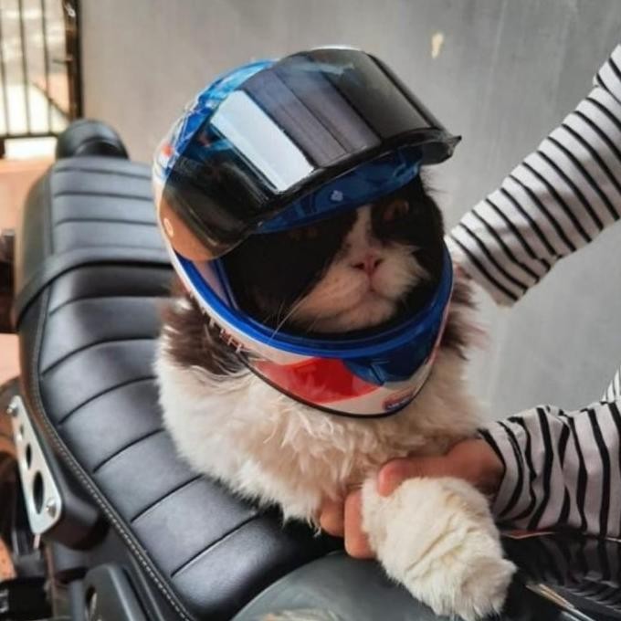 Jual Helm Hewan Kucing Anjing Peliharaan | Mainan Miniatur Mini Helmet ...