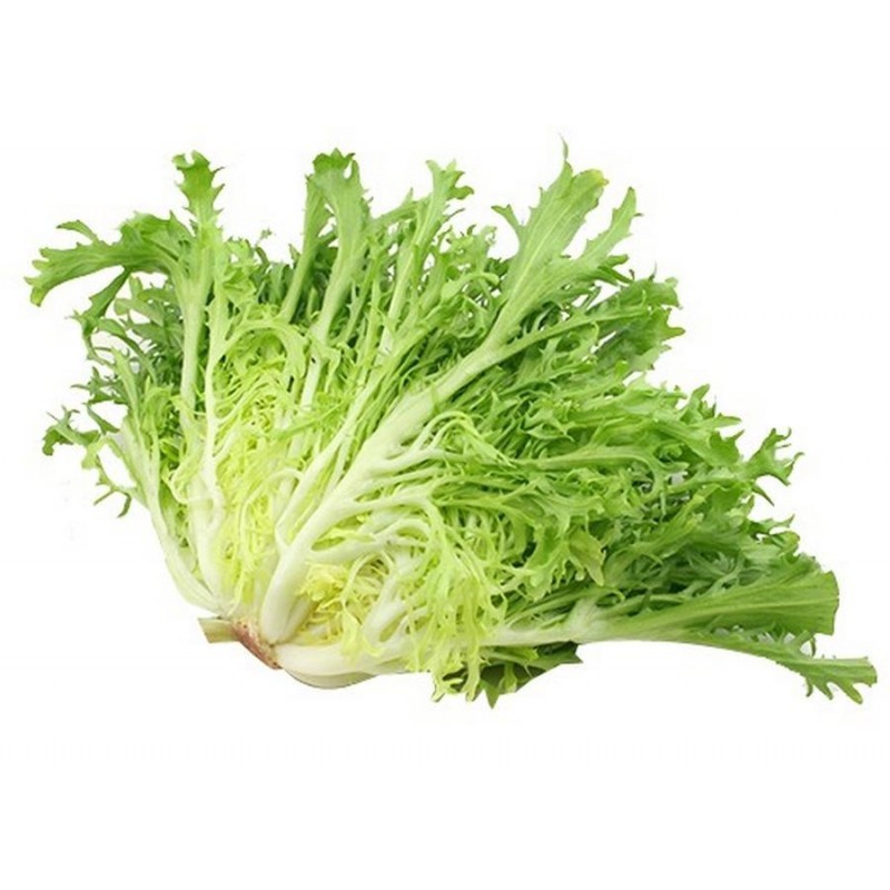 Jual Selada Endive Organik 200gr | Shopee Indonesia