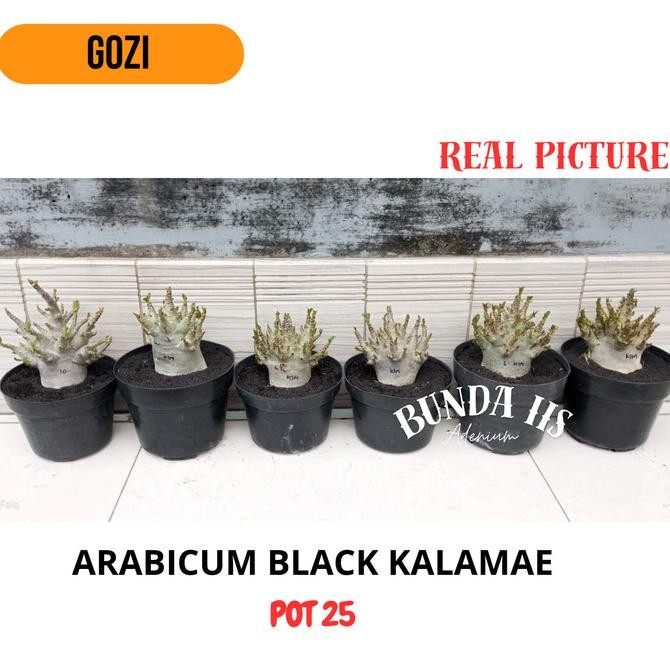 Jual BONSAI ADENIUM ARABICUM GOZI ID BLACK KALAMAE, POT 25 0310T ...