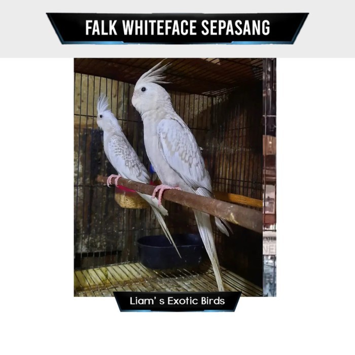 Jual Burung Cockatiel Parkit Australia Falk White Face Pearl Mutiara ...