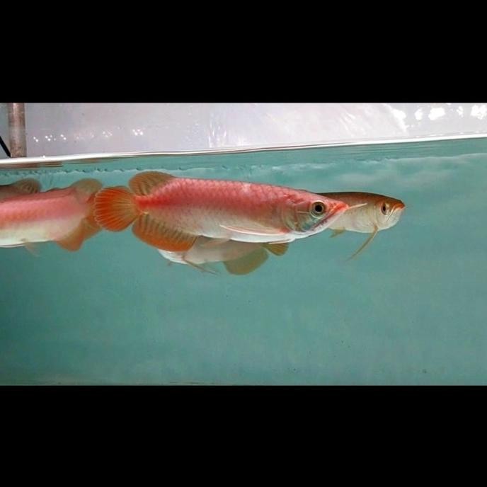 Jual ikan arwana super red 100% chili lengkap serti + chip | Shopee ...