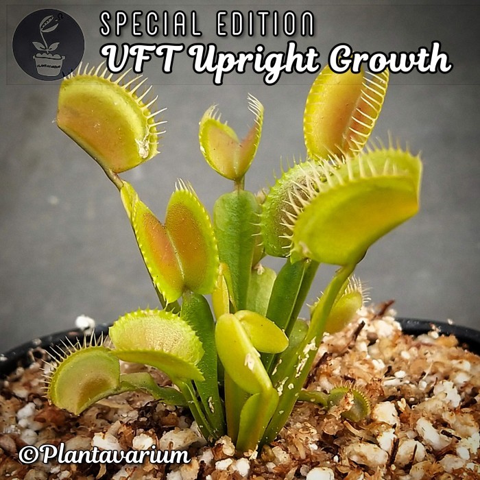 Jual Venus Flytrap / Venus Fly Trap / Vft Upright Growth Edition Barangbaru | Shopee Indonesia