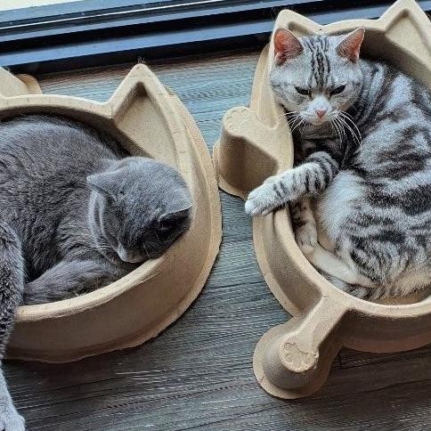 Jual CATBANG Basket Tempat Tidur Kucing Made in Korea - Mainan Kasur ...