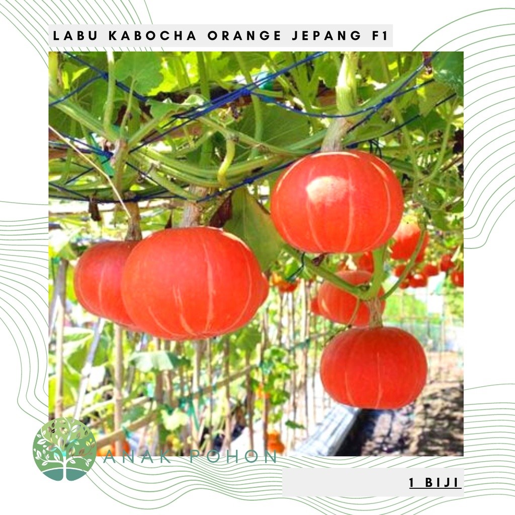 Jual Benih Bibit Biji - Labu Kabocha Orange Manis Jepang Squash F1 ...