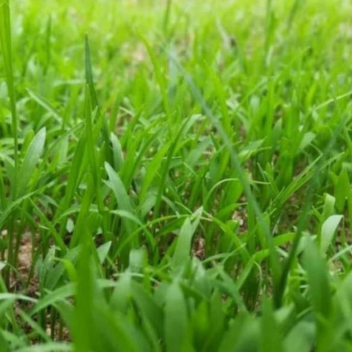 Jual Benih Biji Rumput Signes Gras - rumput Pakan ternak dan ...