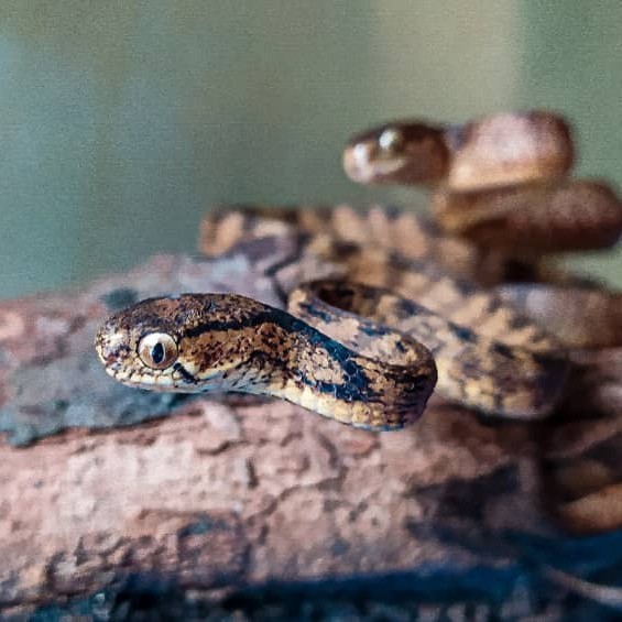 Jual pareas carinatus / ular siput BOOM SALE | Shopee Indonesia