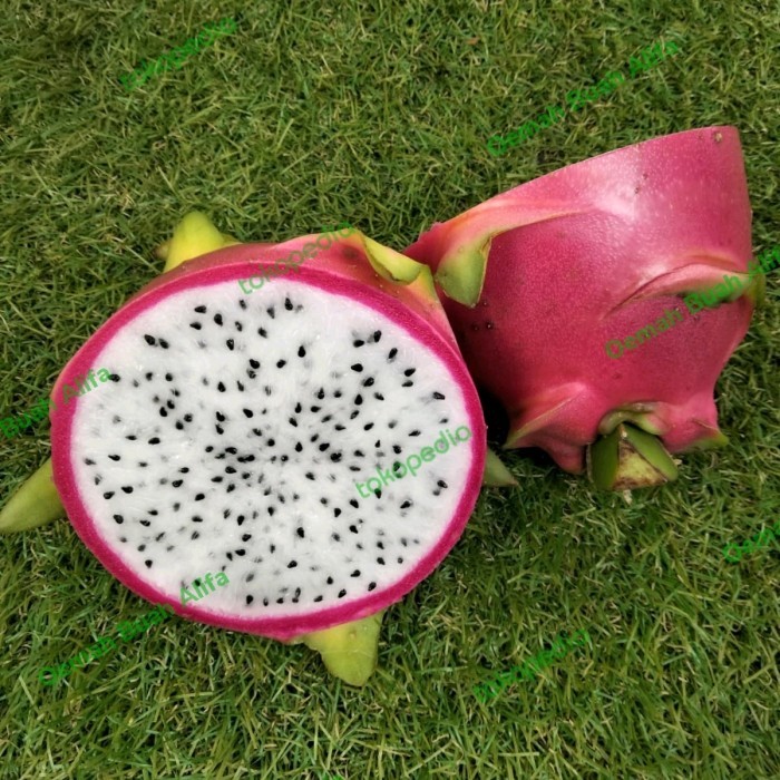 Jual BUAH NAGA PUTIH 1 DUS | Shopee Indonesia