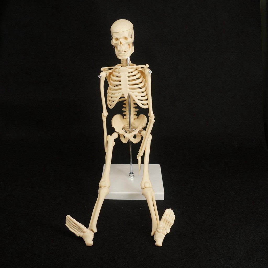 Jual 45CM Physique Mini Anatomical Skeleton Human Model Stand Poster ...