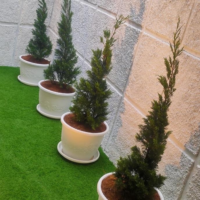 Jual pohon Cemara lilin pot putih | Shopee Indonesia