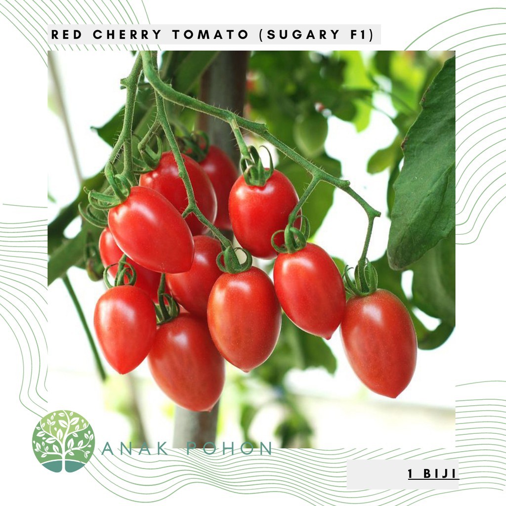 Jual Benih Bibit Biji - Red Cherry Tomato Sugary F1 Tomat Mini Ceri Merah Hibrida Seeds - Tipe ...