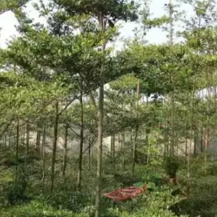 Jual arr pohon Ketapang mini /Ketapang kencana (tinggi 3 meter ...