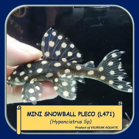 Jual IKAN HIAS AIR TAWAR - MINI SNOWBALL PLECO / DWARF SNOWBALL PLECO ...
