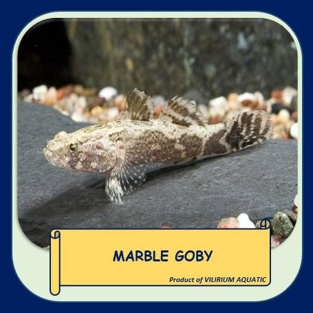 Jual IKAN HIAS AIR TAWAR - MARBLE GOBY aka MALAS aka BETUTU Terlaris ...