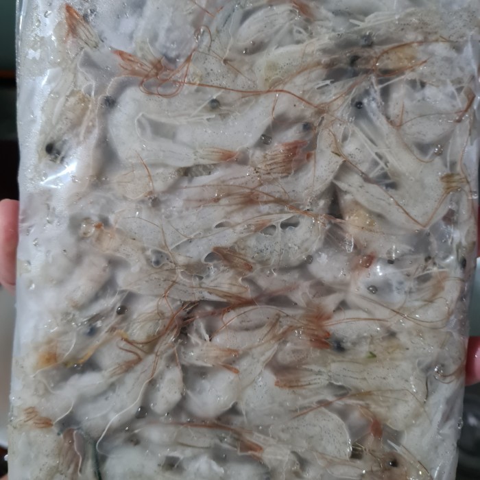 Jual Udang Api Fresh (Frozen) | Shopee Indonesia