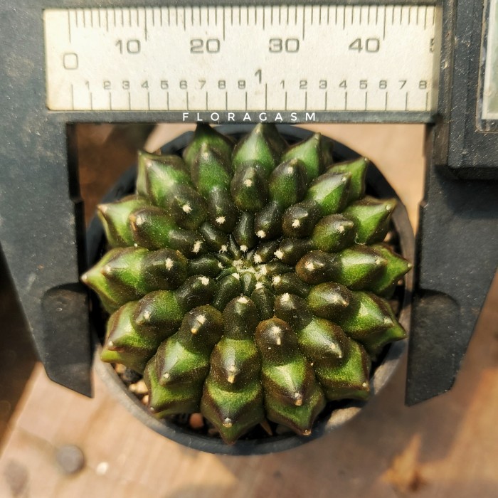 Jual Kaktus Gymno Gymnocalycium Inermis Cristata Seedling 1-5cm ...