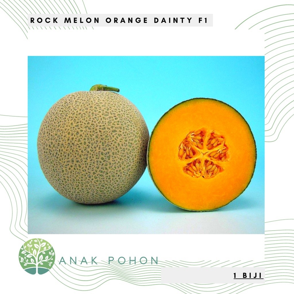 Jual Benih Bibit Biji - Melon Dainty F1 Hibrida Sweet Rock Melon Orange ...