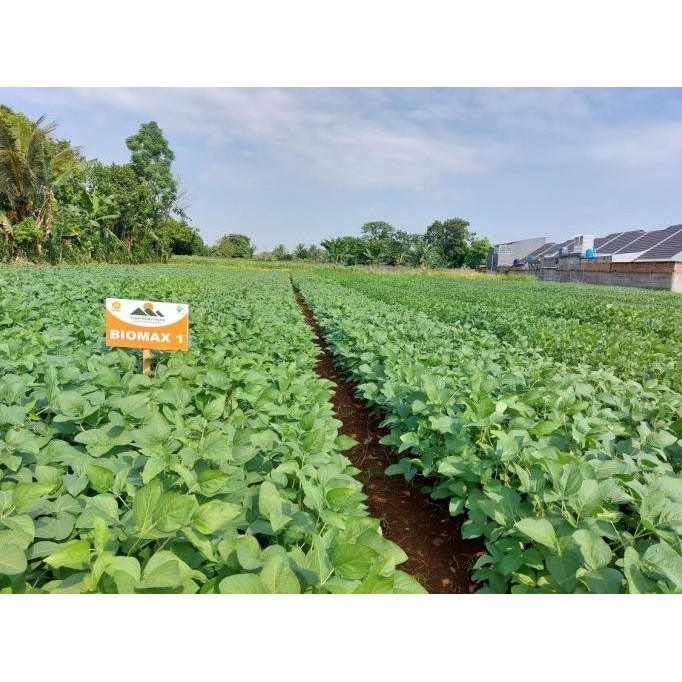 Jual BENIH EDAMAME 1KG BERSERTIFIKAT VARIETAS BIOMAX 1 TJAP BUKITMAS ...