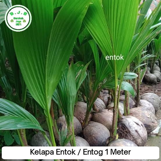Jual Bibit Kelapa Entog Tinggi 1 Meter Super Genjah / Kelapa Entok ...