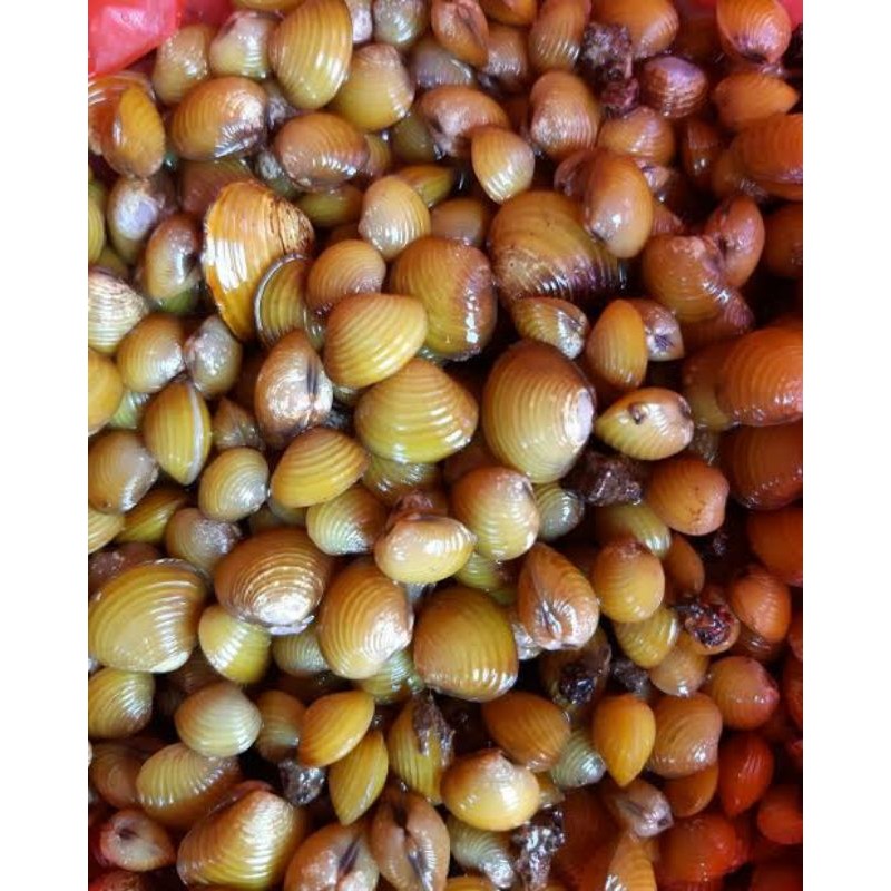 Jual remis /haremis/kerang kuning 100 gr (dengan cangkang) | Shopee ...