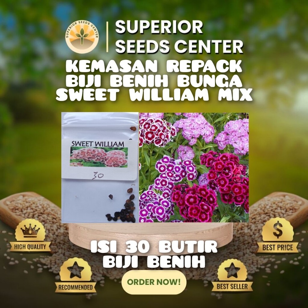 Jual 30 Butir Biji Benih Bunga Sweet William Mix Warna (Kemasan Repack ...
