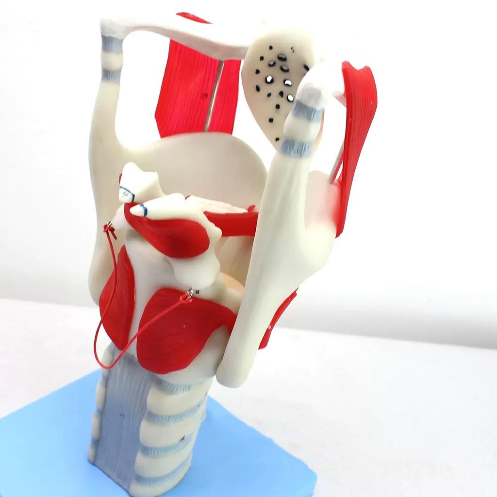 Jual PVC 3X Life Size Human Laryngeal Structure and Function ...