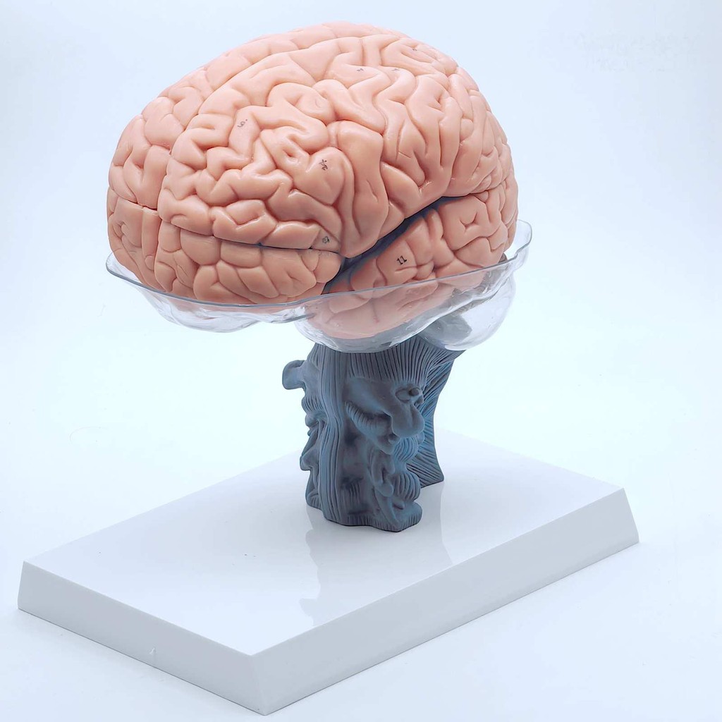 Jual Life Size Human Anatomical Brain Anatomy Medical Model | Shopee ...