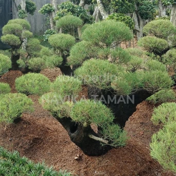 Jual Tanaman Bonsai Cemara Udang Fosil | Shopee Indonesia