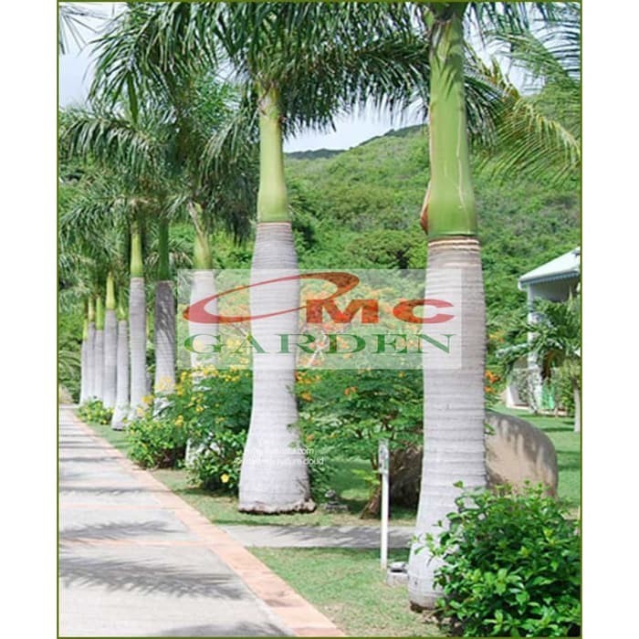 Jual Tanaman Hias Palm Palem Raja Roystonea Regia Bibit Pr-3040 ...