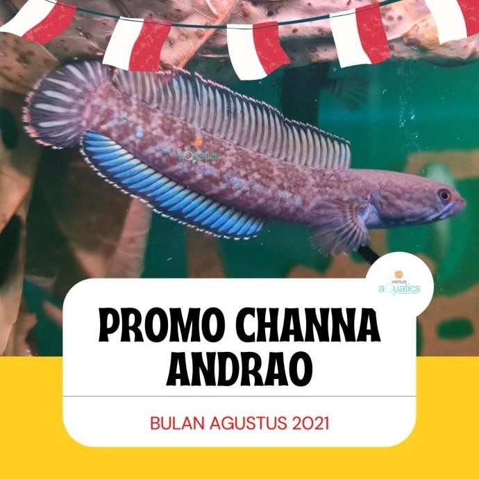 Jual IKAN GABUS CHANNA ANDRAO BLUE WC ANDRO SNAKEHEAD DWARF WILD CAUGHT ...