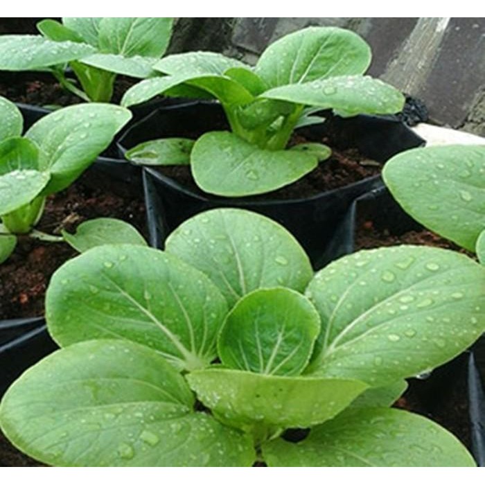 Jual Benih Bibit Biji Sayur Sawi Pakcoy Sawi Sendok Kemasan Repack Best ...