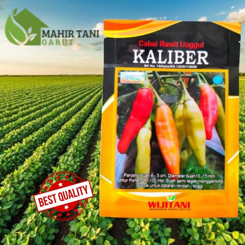 Jual benih cabe rawit kaliber cabe rawit pedas | Shopee Indonesia