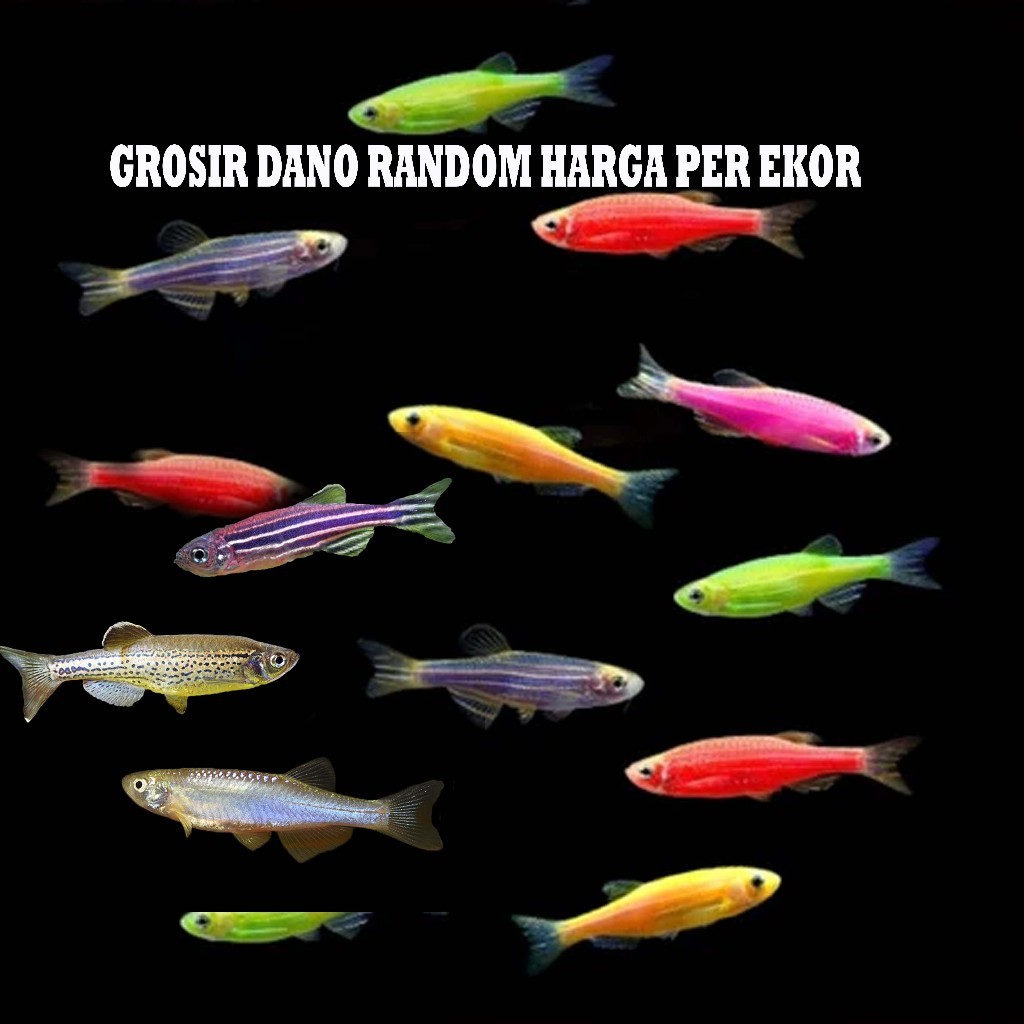 Jual Grosir ikan Danio bonus pelet 10g setiap beli 20e ikan danio warna ...