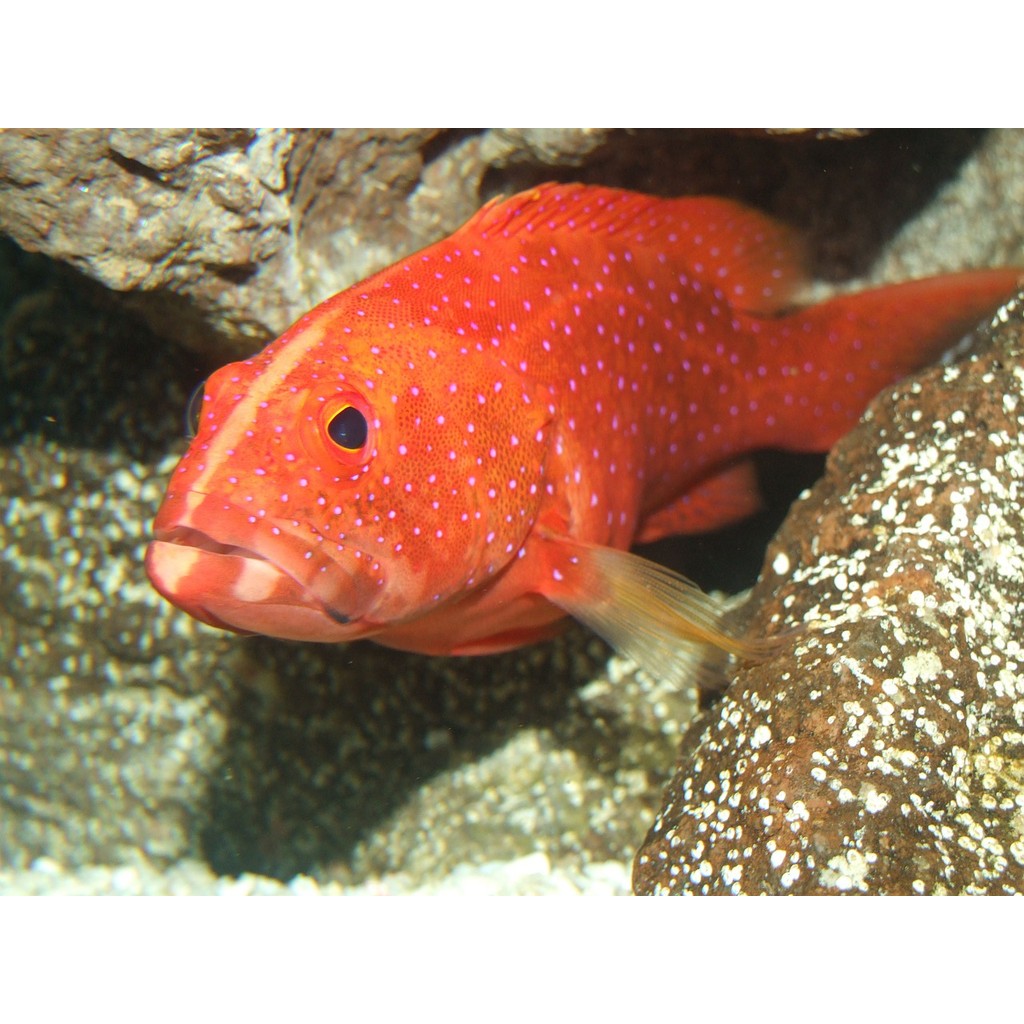 Jual Ikan kerapu lodi segar ukuran 1 kilogram | Shopee Indonesia