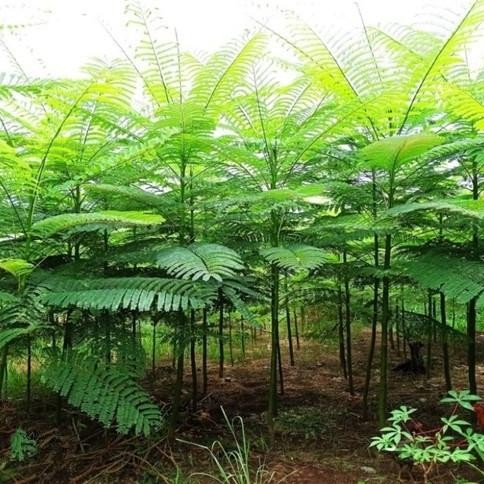 Jual Bibit Pohon Solobium Parahyba/Pakis Brazil Tinggi Tanaman 40 50 Cm ...